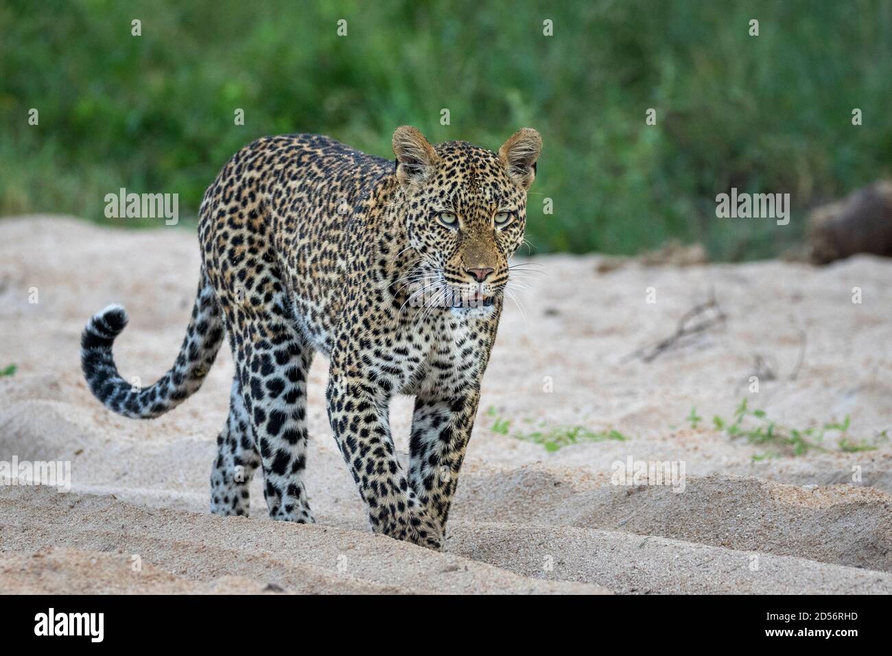 African leopard male kruger national hi-res stock photography and ...