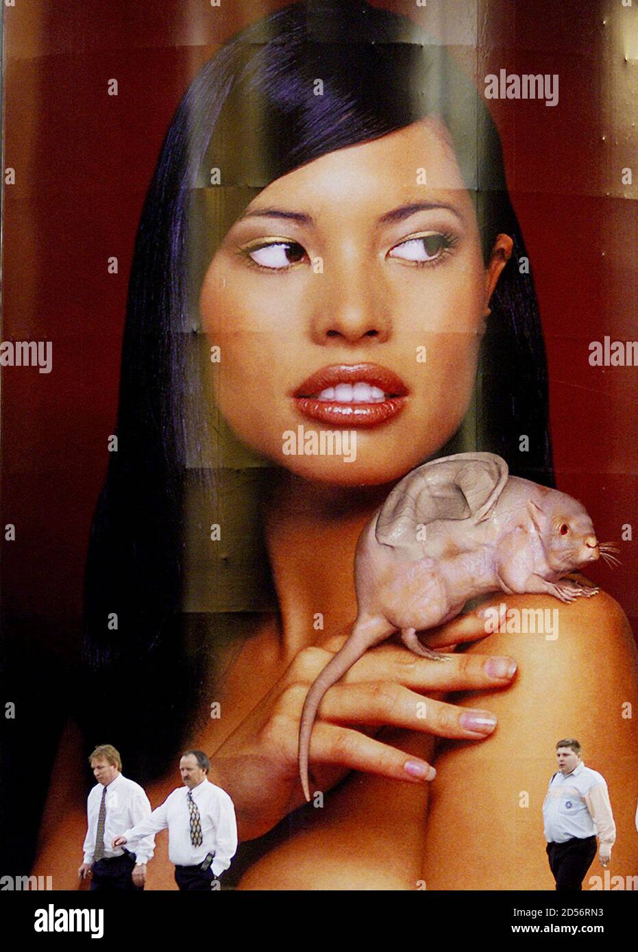 Rat with human ear hi-res stock photography and images - Alamy