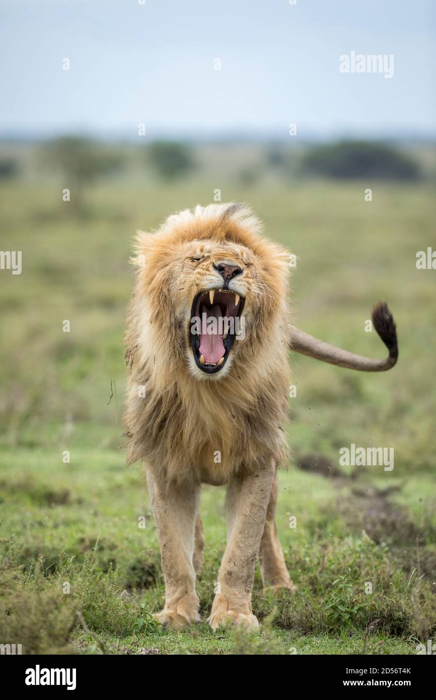 Lion mane hi-res stock photography and images - Alamy