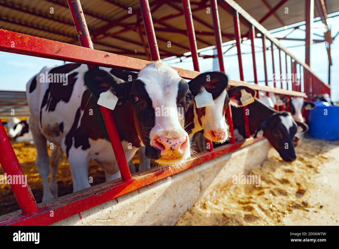 Close up photo of a cow peepng out of a cowshed fence Stock Photo - Alamy
