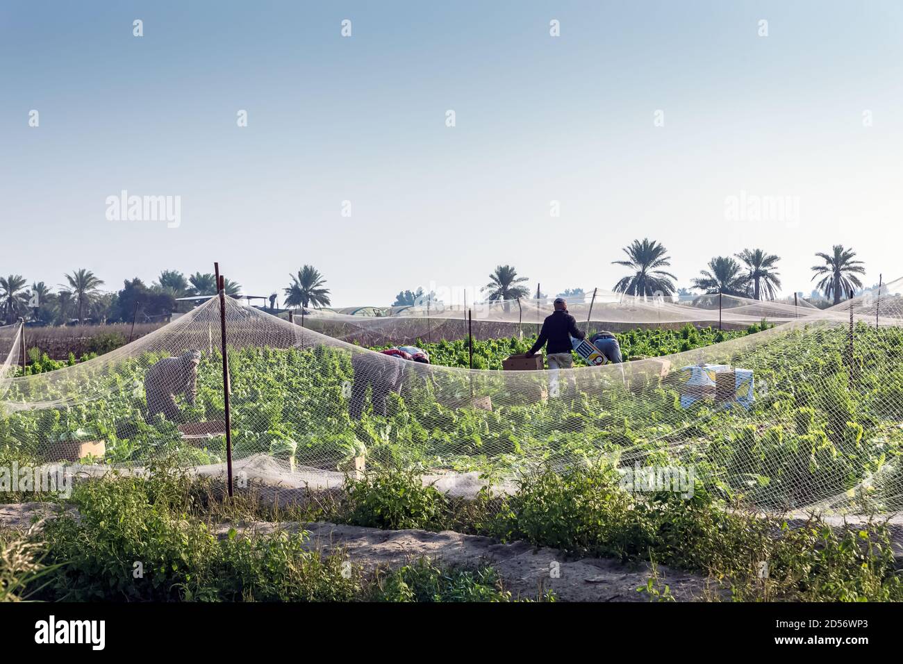 An agriculture field in Kafra area. Saudi Arabia. 20-December-2019 ...