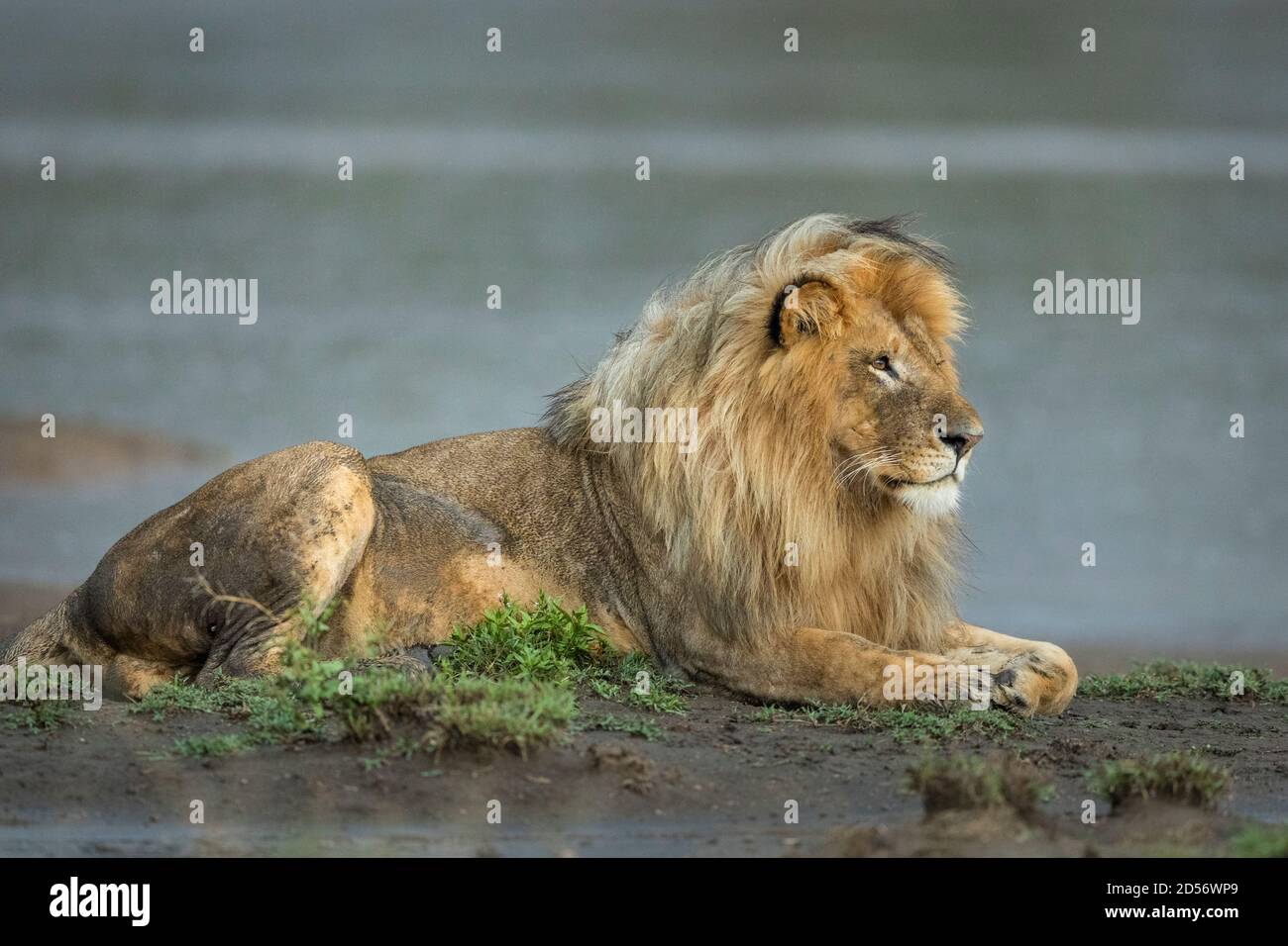 Majestic male lion with a beautiful mane in mud at the edge of river in ...