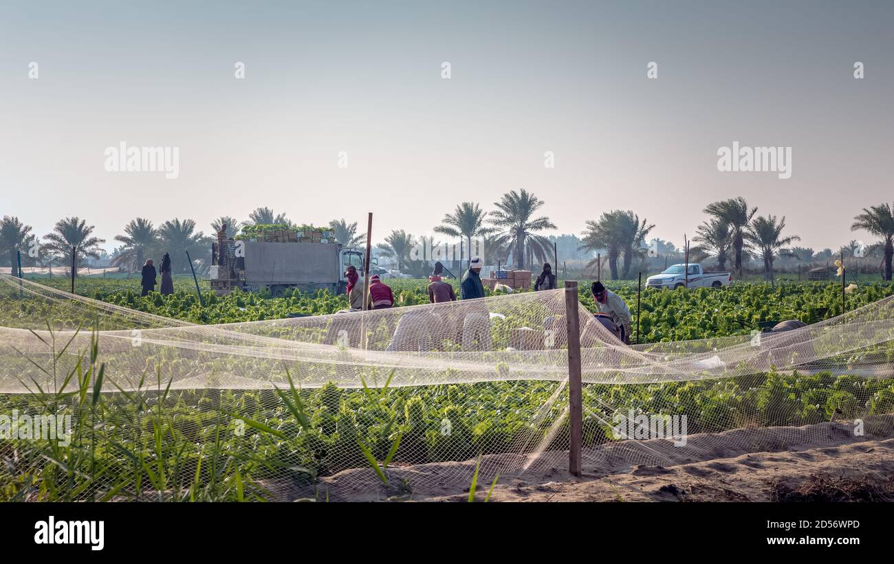 An agriculture field in Kafra area. Saudi Arabia. 20-December-2019 ...