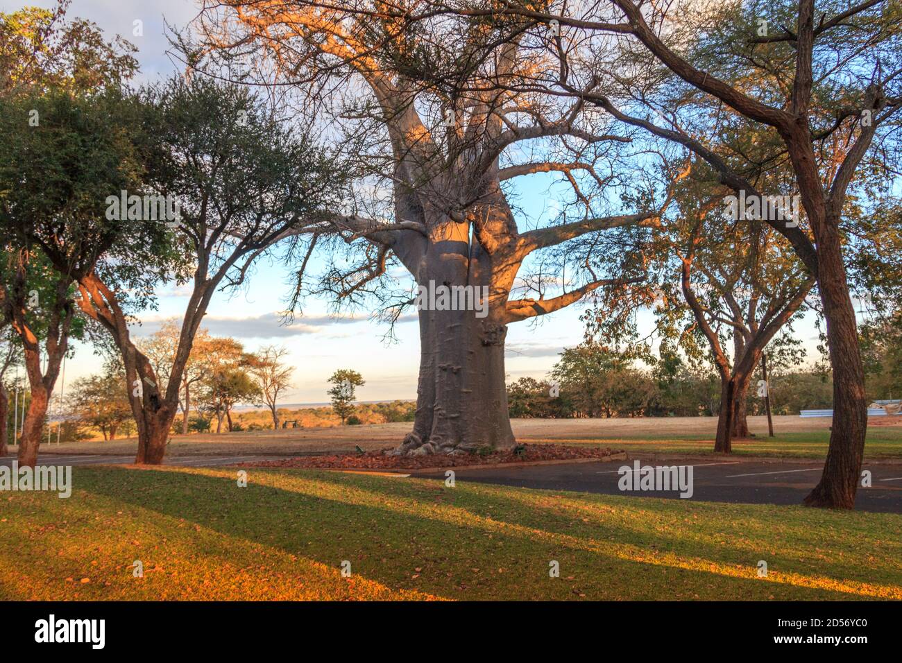 natural shadow of tree on green grass texture, Autumn Park at sunrise ...