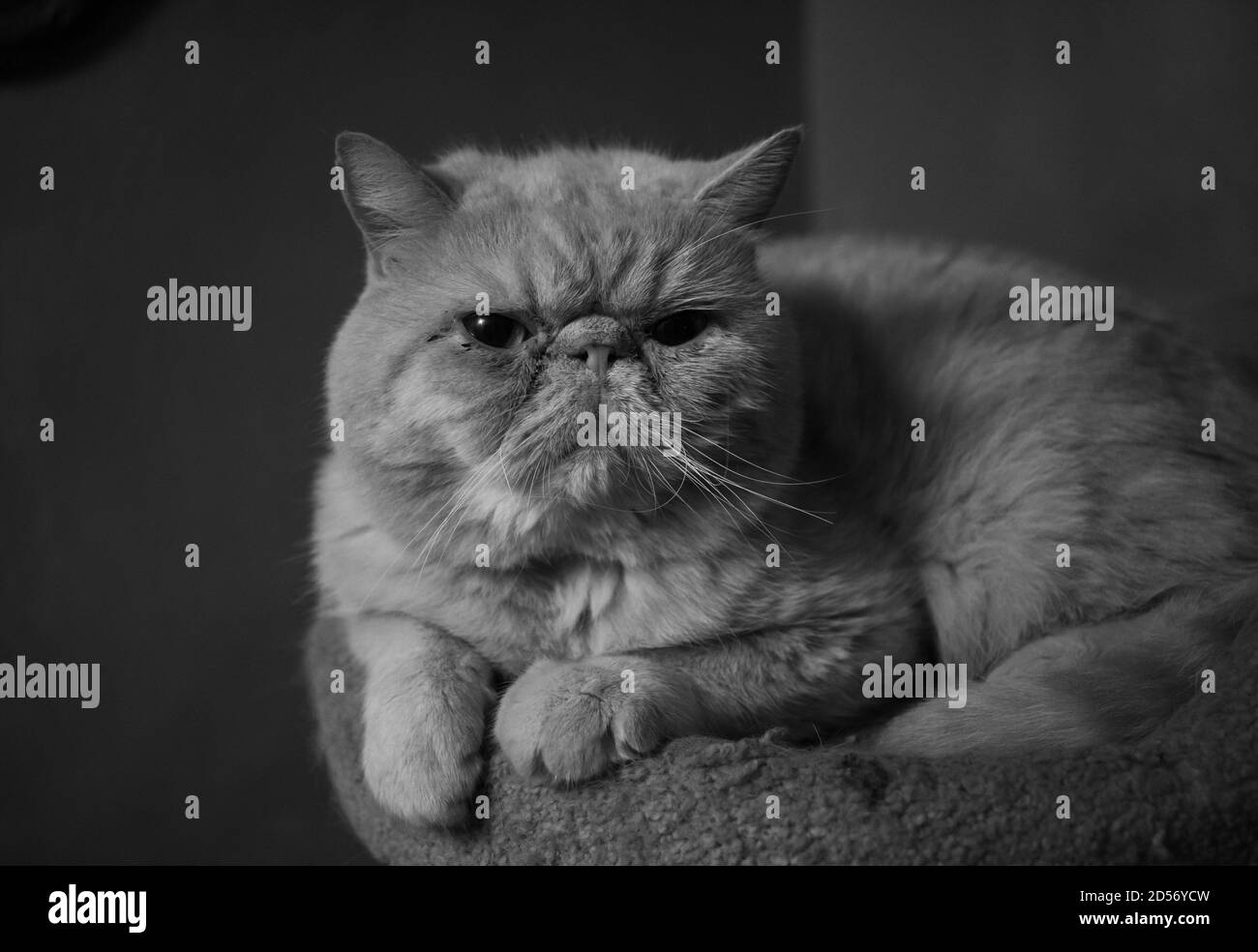 Grayscale shot of Persian extreme cat Stock Photo - Alamy