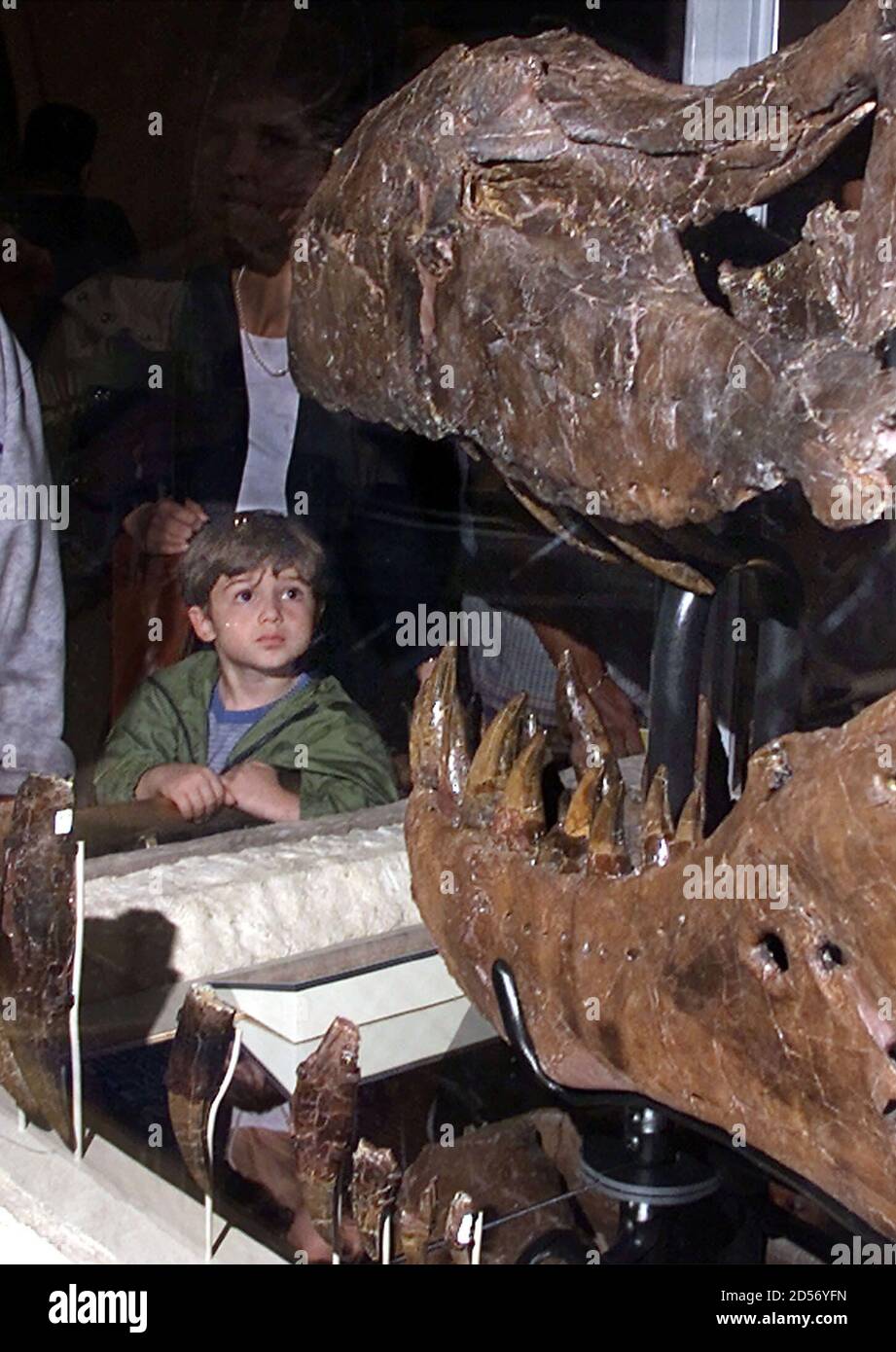 Tyrannosaurus sue hi-res stock photography and images - Alamy
