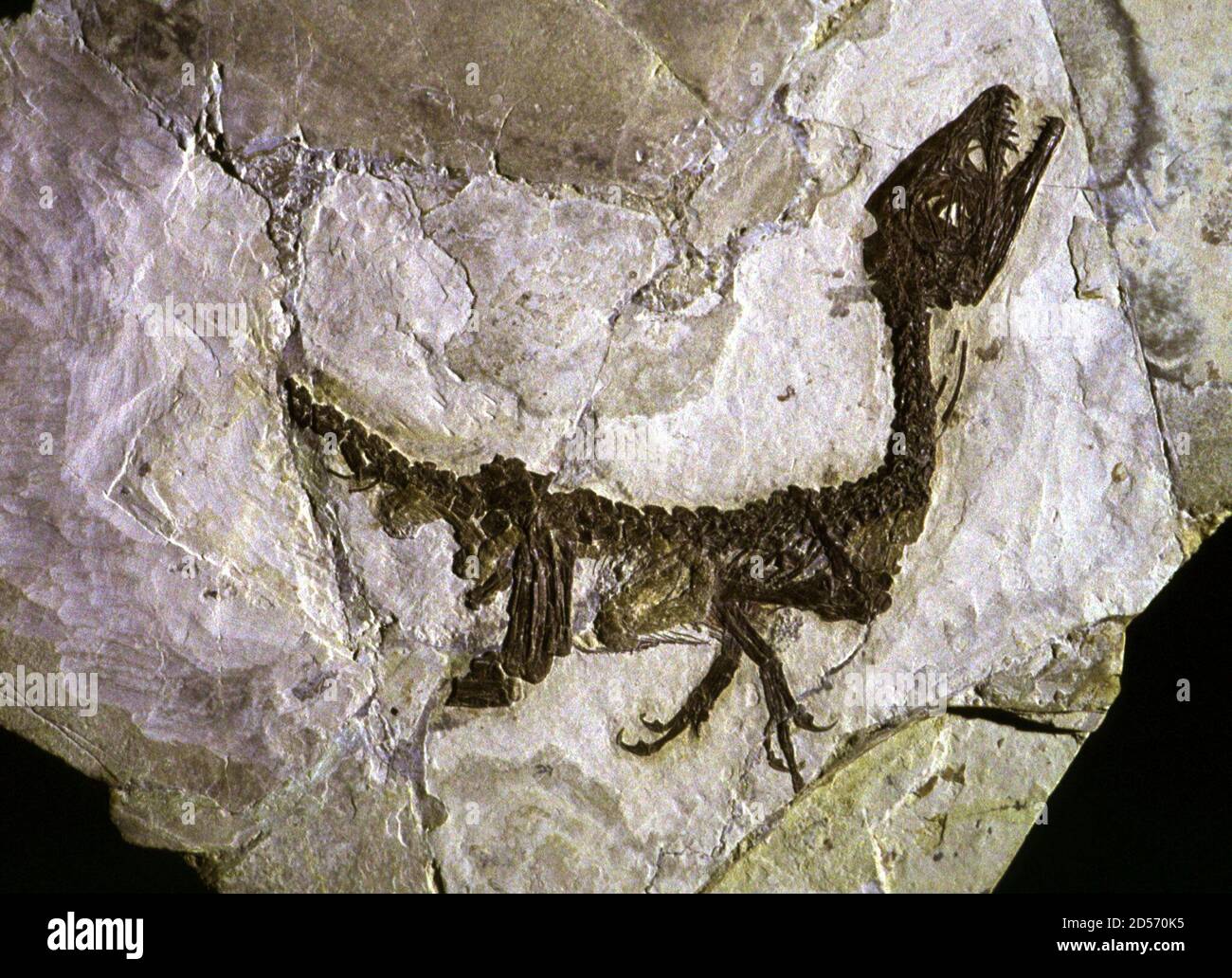 Velociraptor fossil archaeology hi-res stock photography and images - Alamy