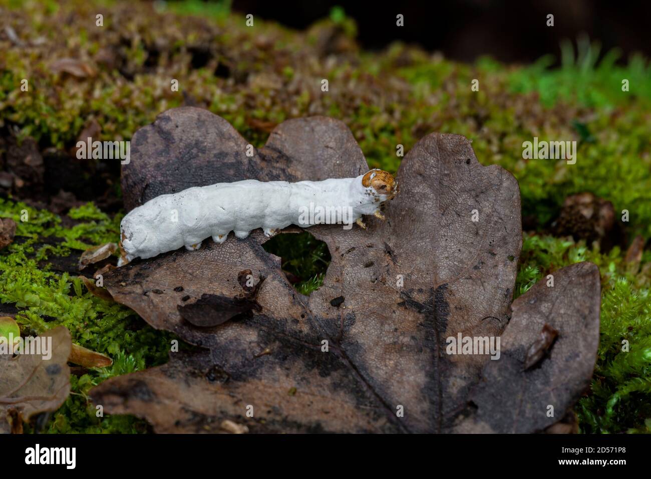 Ghost Swift Moth Hepialis humuli Stock Photo - Alamy