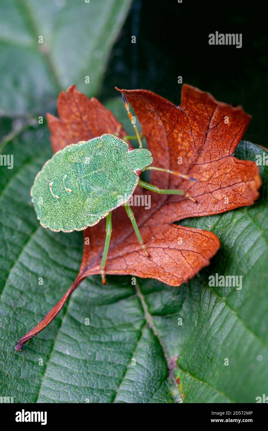 Birch Shieldbug Elasmosthus interstinctus Stock Photo - Alamy