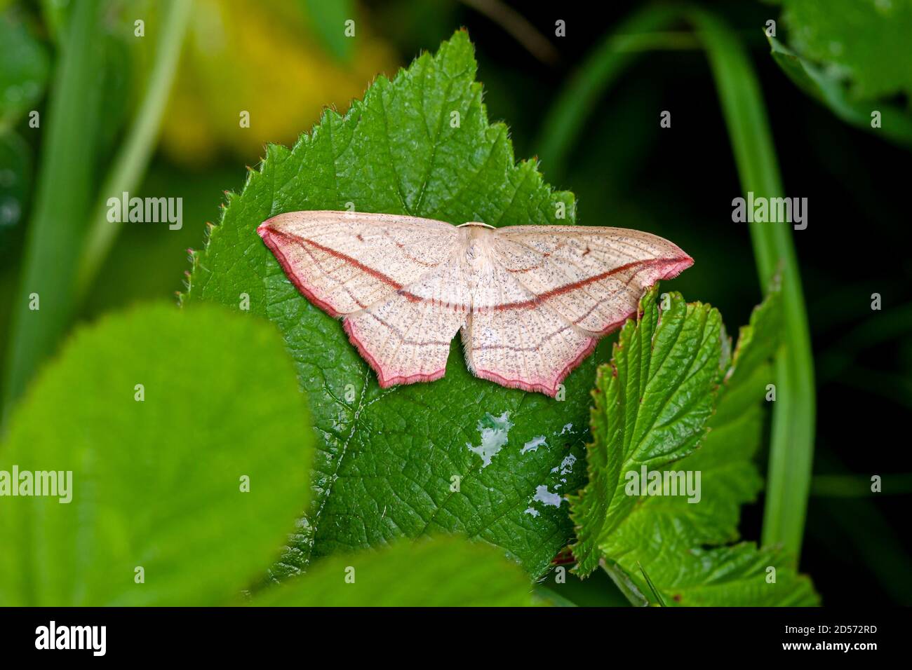 Blood vein moth timandra comae hi-res stock photography and images - Alamy