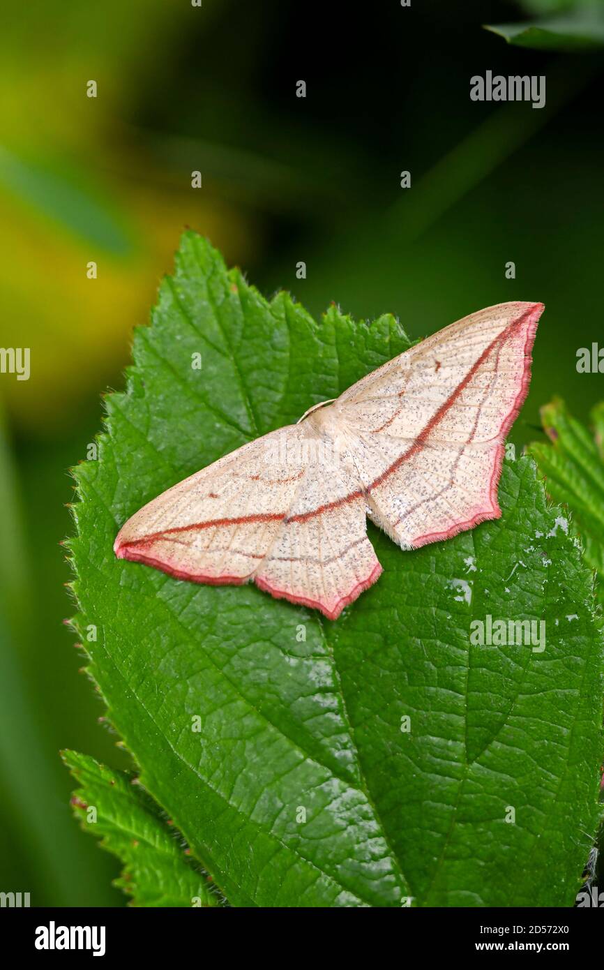 Blood-vein Moth Timandra comae Stock Photo - Alamy