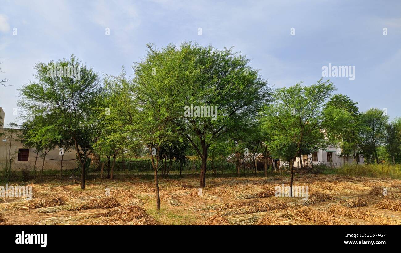 Millet or sorghum crops field and green trees. bundle of crops on the ...