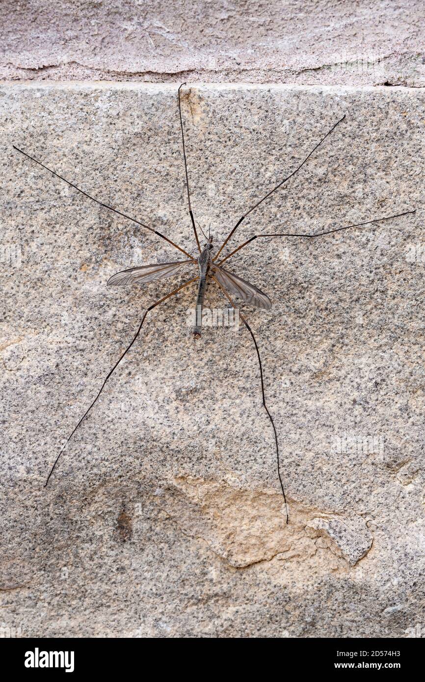 Crane-fly Tipula oleracea Stock Photo - Alamy