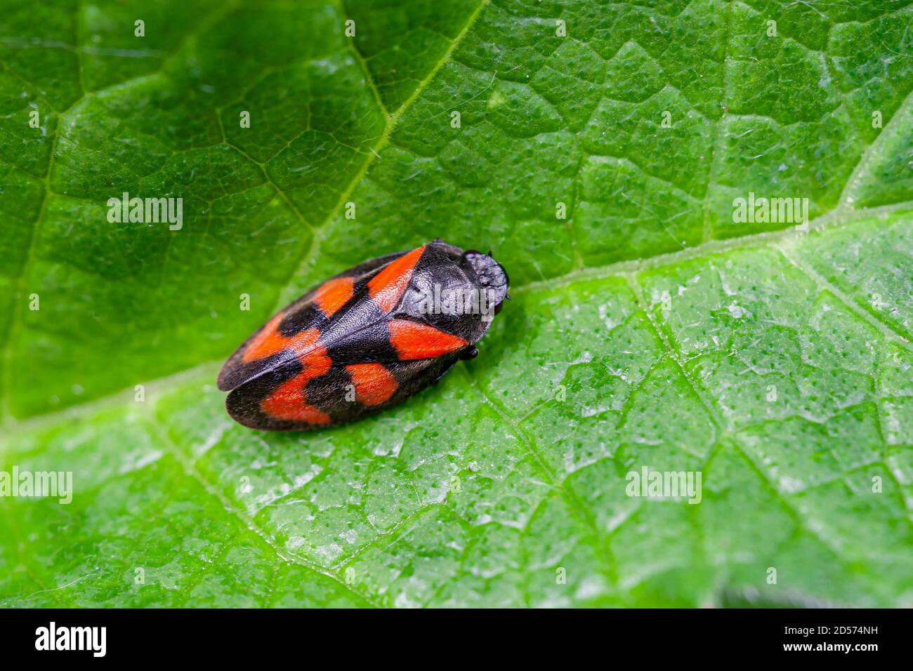 Adult froghopper hi-res stock photography and images - Alamy