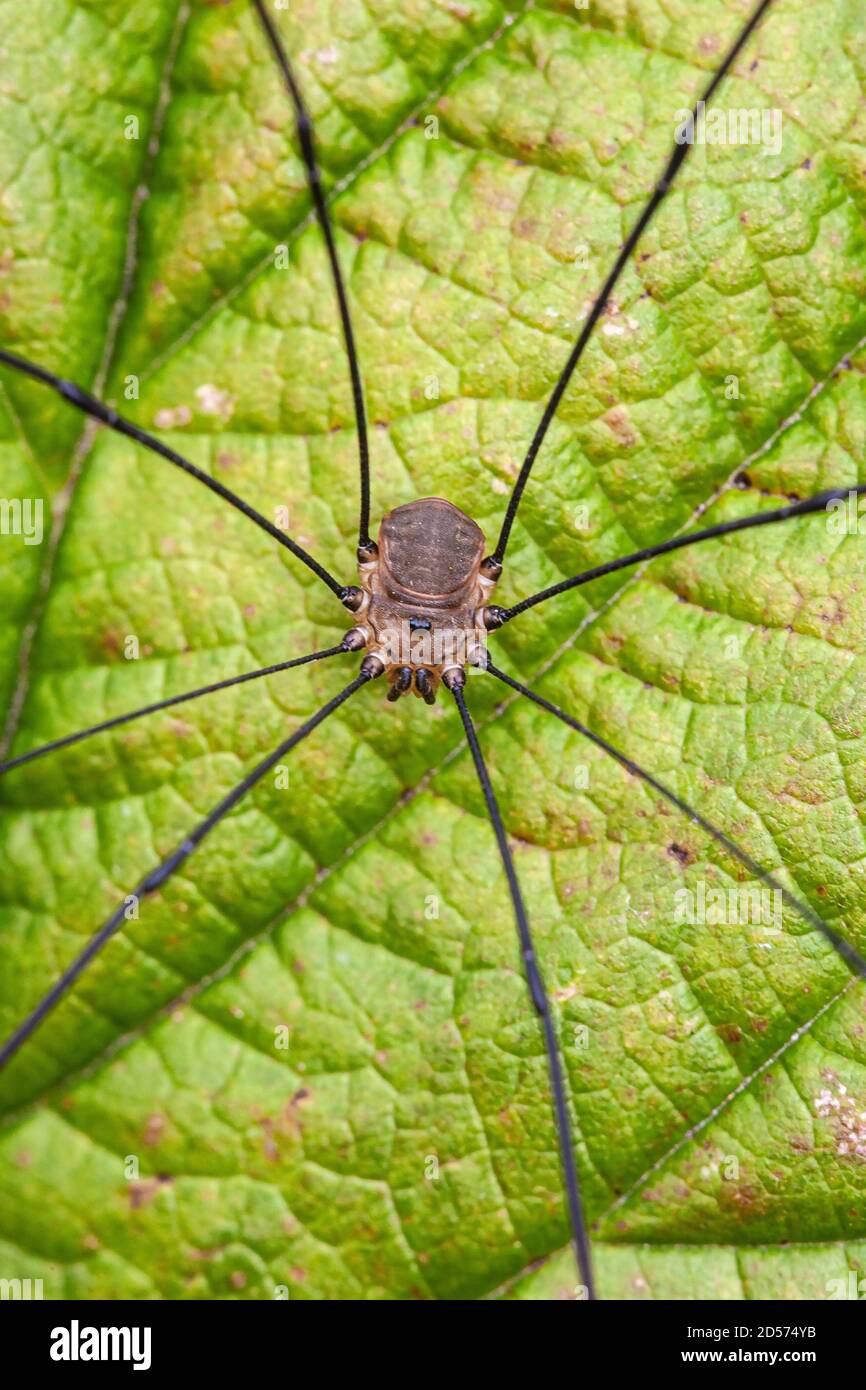 Adult harvestman hi-res stock photography and images - Alamy