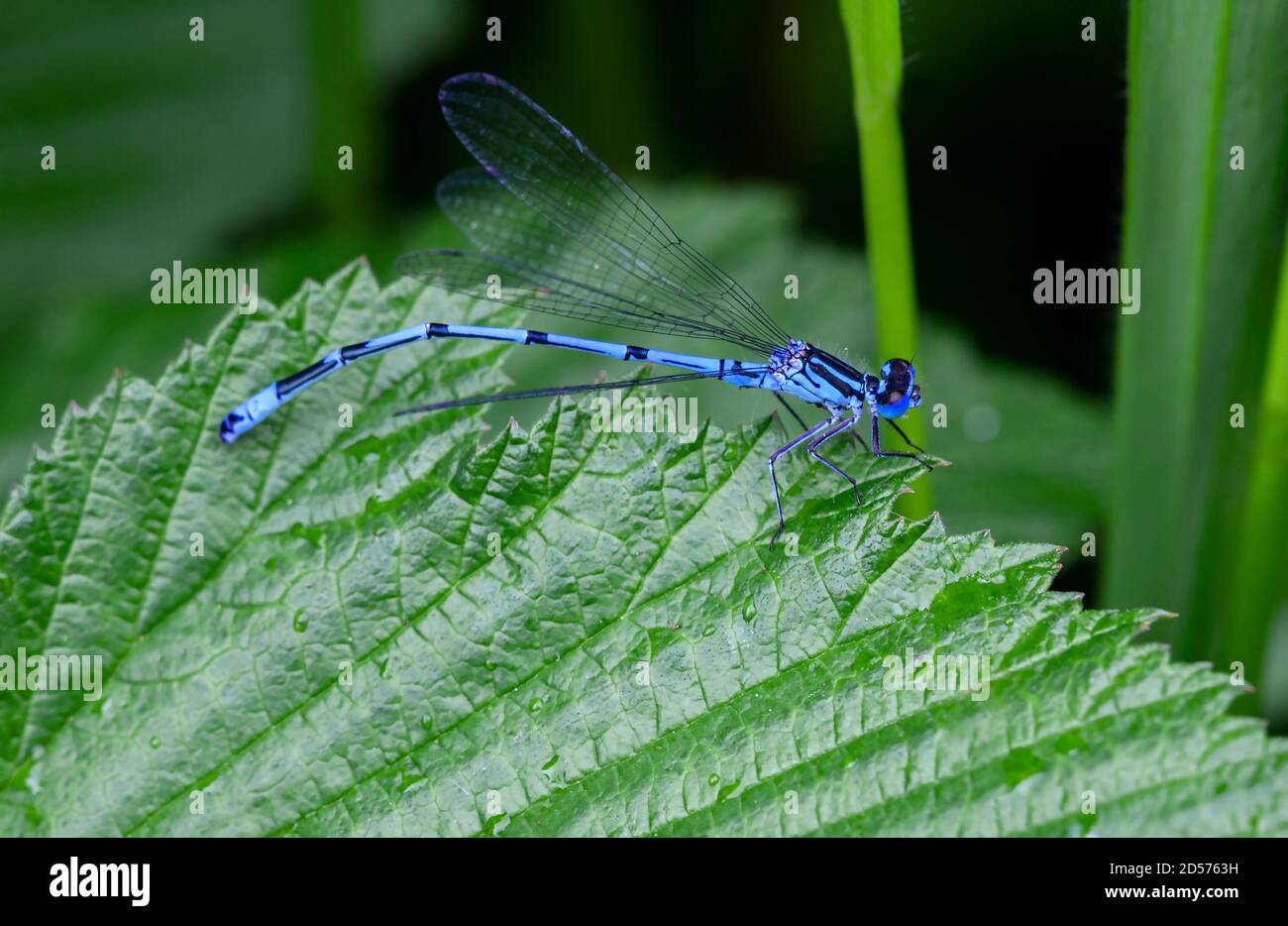 Azure blue damselfly hi-res stock photography and images - Alamy