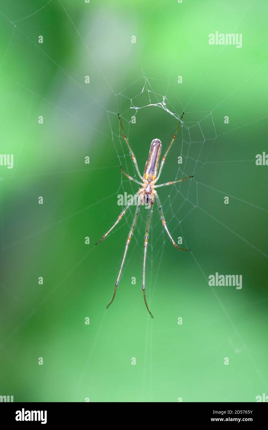Long-jawed Orb-weaver Spider Tetragnatha extensa Stock Photo - Alamy