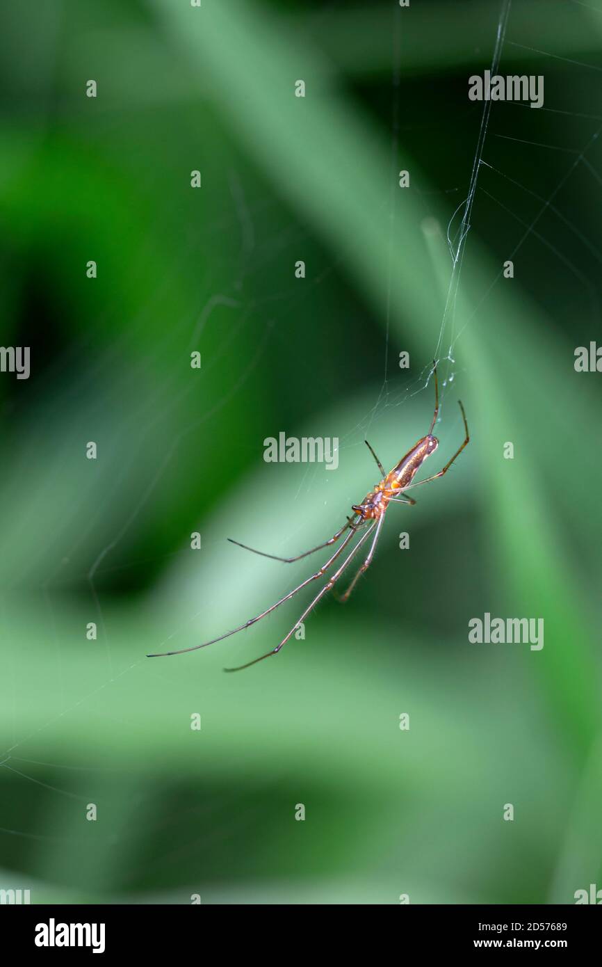 Long-jawed Orb-weaver Spider Tetragnatha extensa Stock Photo - Alamy