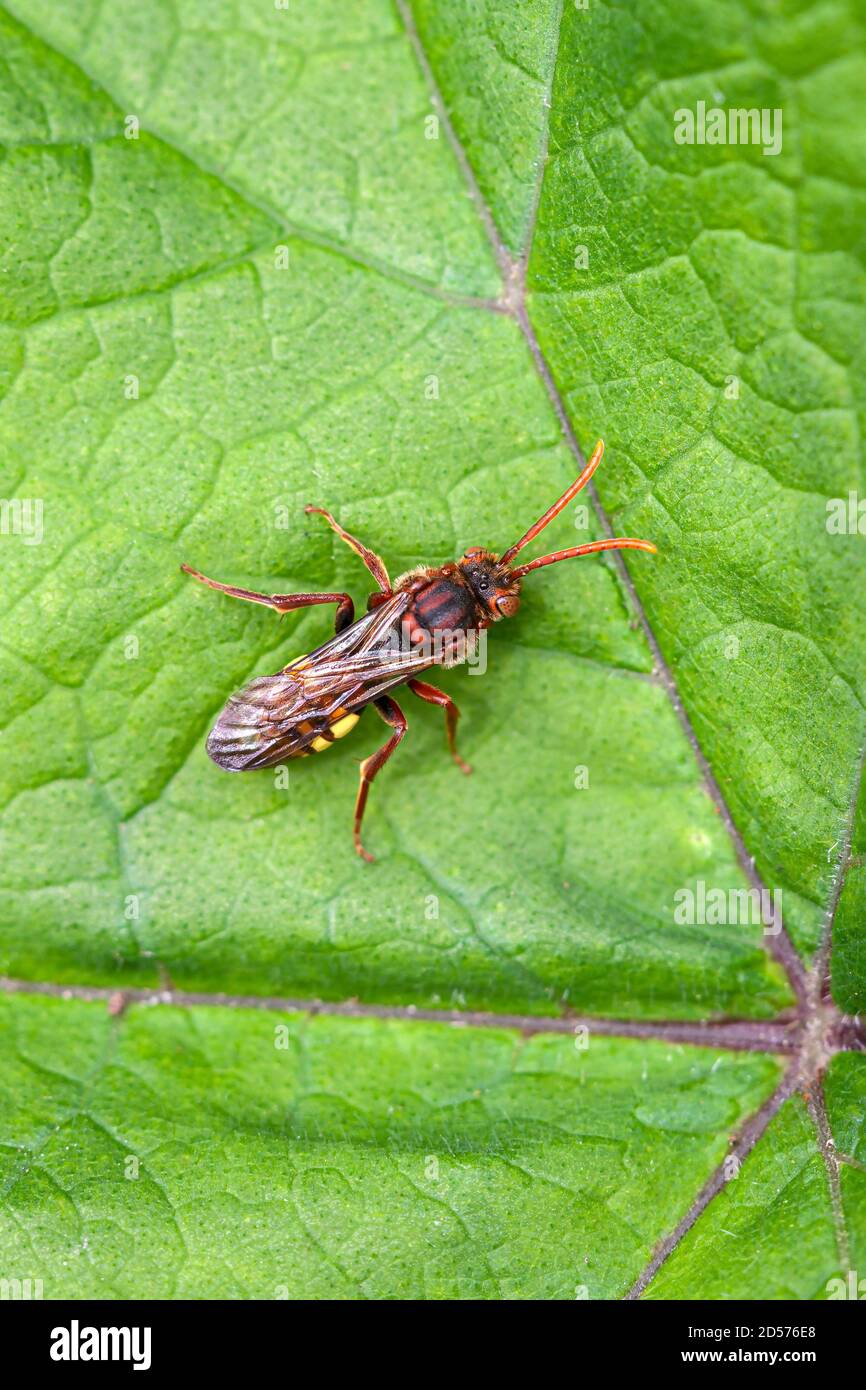 Red-horned Nomad Bee Nomada ruficornis Stock Photo - Alamy