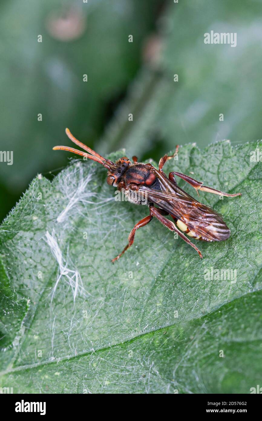 Red horned nomad bee hi-res stock photography and images - Alamy