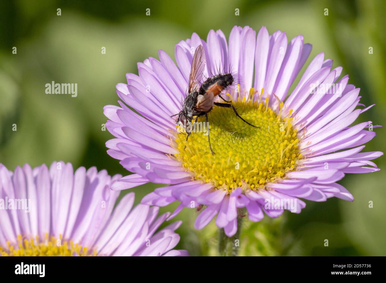Eriothrix hi-res stock photography and images - Alamy
