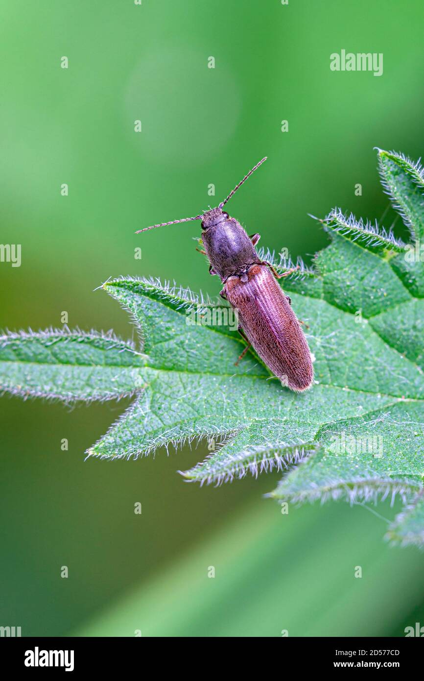 Violet Click Beetle Athous bicolor Stock Photo - Alamy