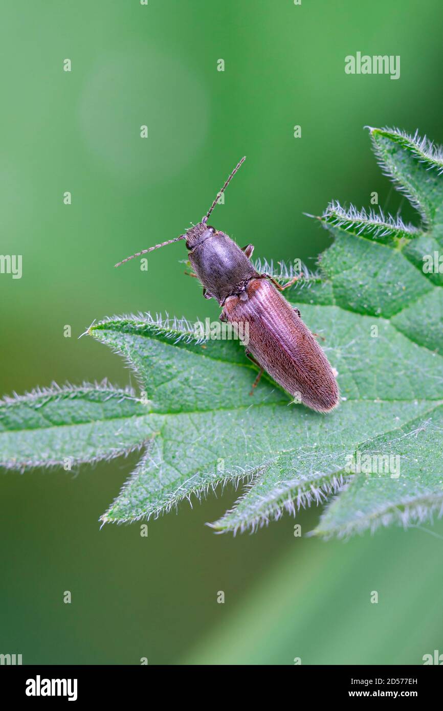 Violet Click Beetle Athous bicolor Stock Photo - Alamy