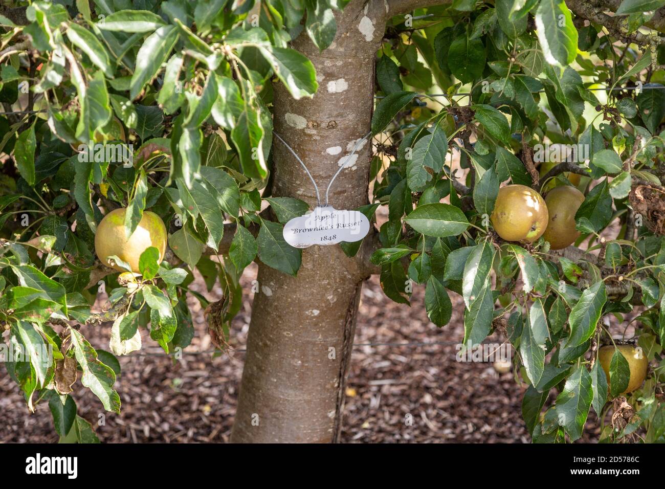 Victorian kitchen garden espalier hi-res stock photography and images ...