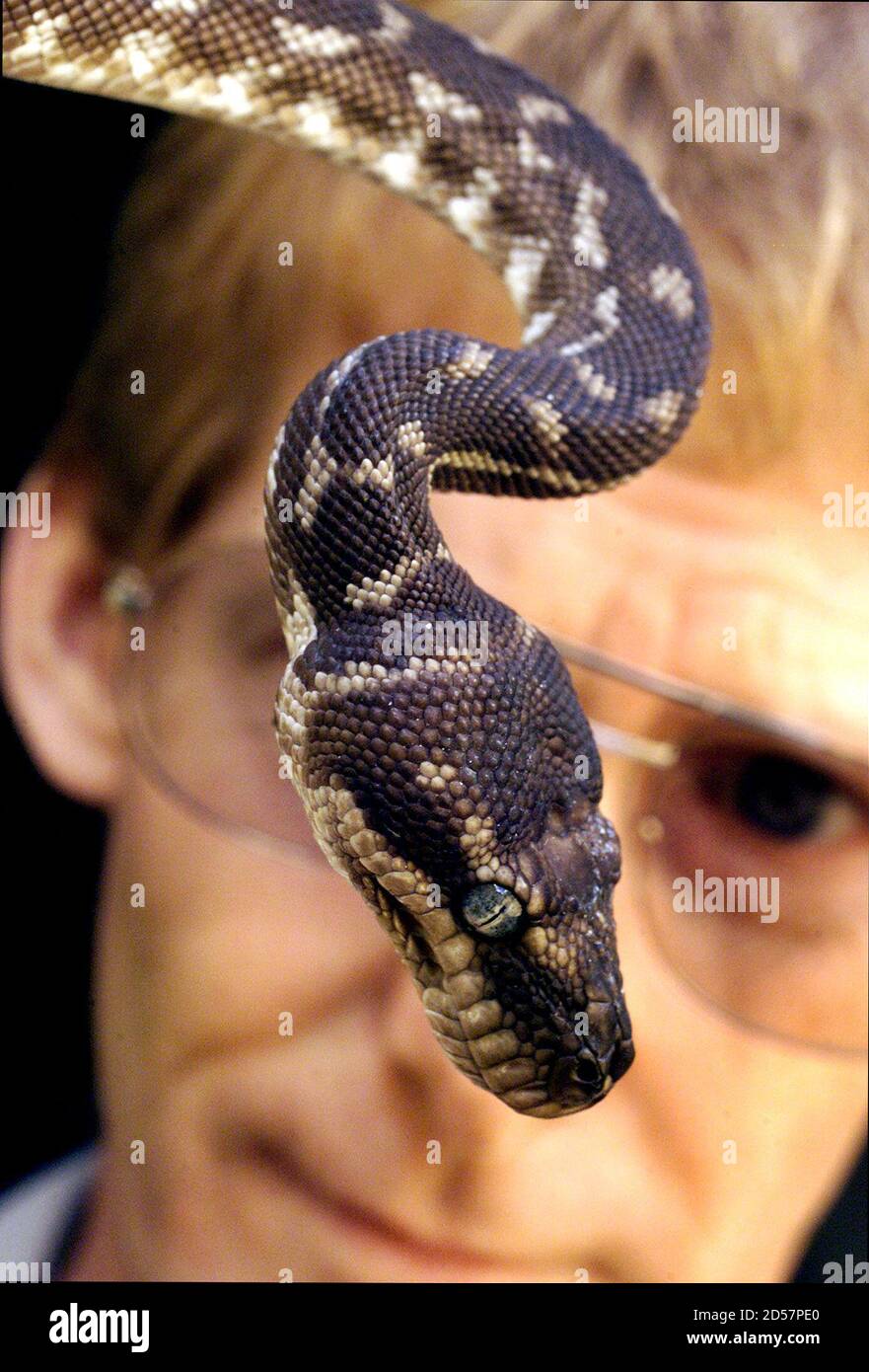 Rough scaled snake hi-res stock photography and images - Alamy