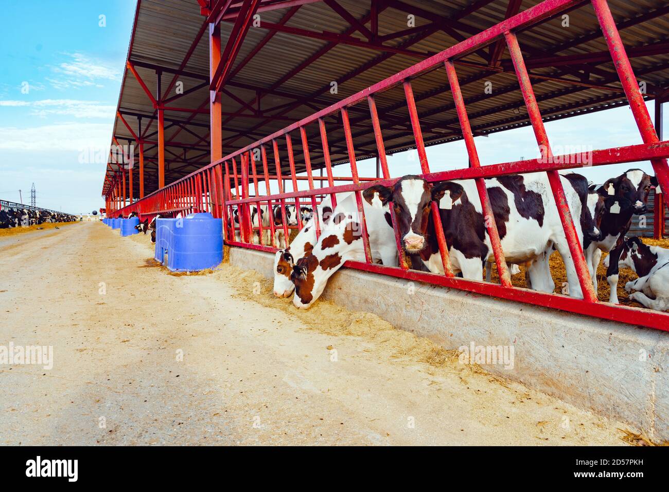 Modern outdoor cowshed with herd of milky cows Stock Photo - Alamy