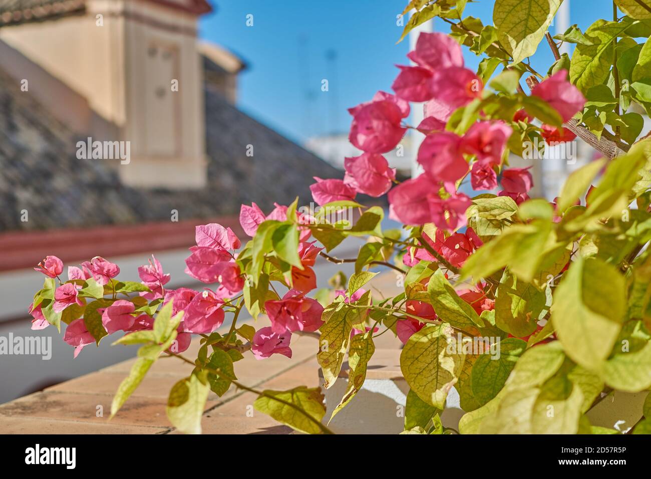 Pink flowers in the sun on a rooftop in Seville, Spain Stock Photo - Alamy
