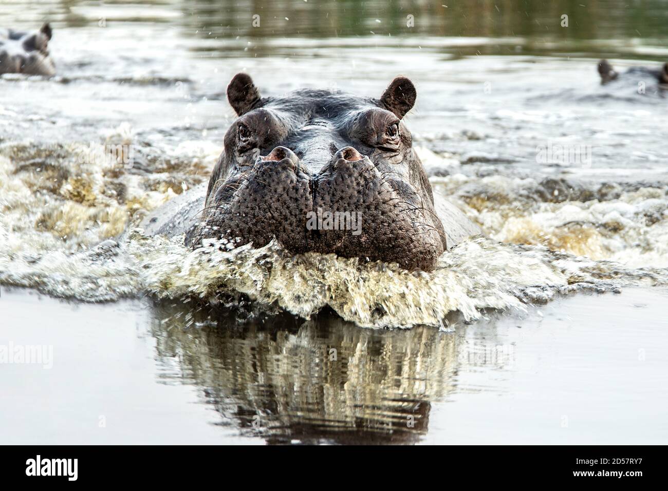 Hippopotamus amphibiuos hi-res stock photography and images - Alamy