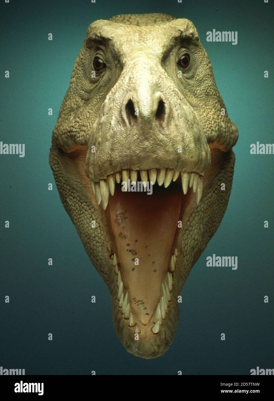 Tyrannosaurus sue hi-res stock photography and images - Alamy