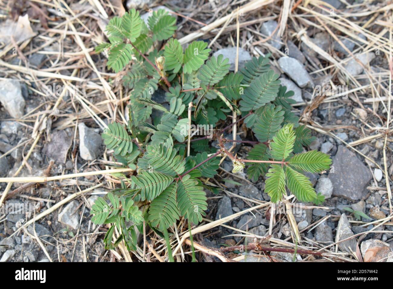 sensitive plant and leaf closed while touching on dirt ground Stock ...