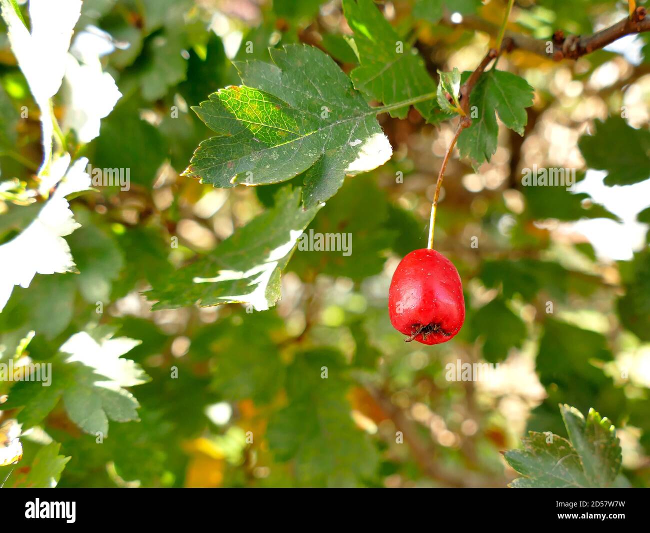 Fruit of the hawthorne tree hi-res stock photography and images - Alamy