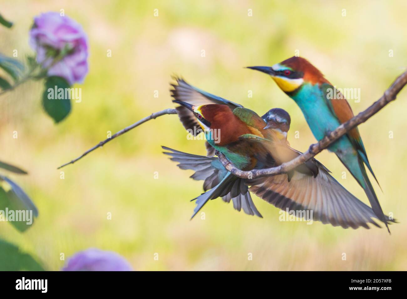 beautiful birds clash sitting on a branch Stock Photo - Alamy