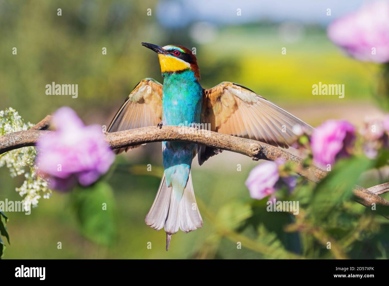beautiful bird of paradise bee-eater spread its wings Stock Photo - Alamy