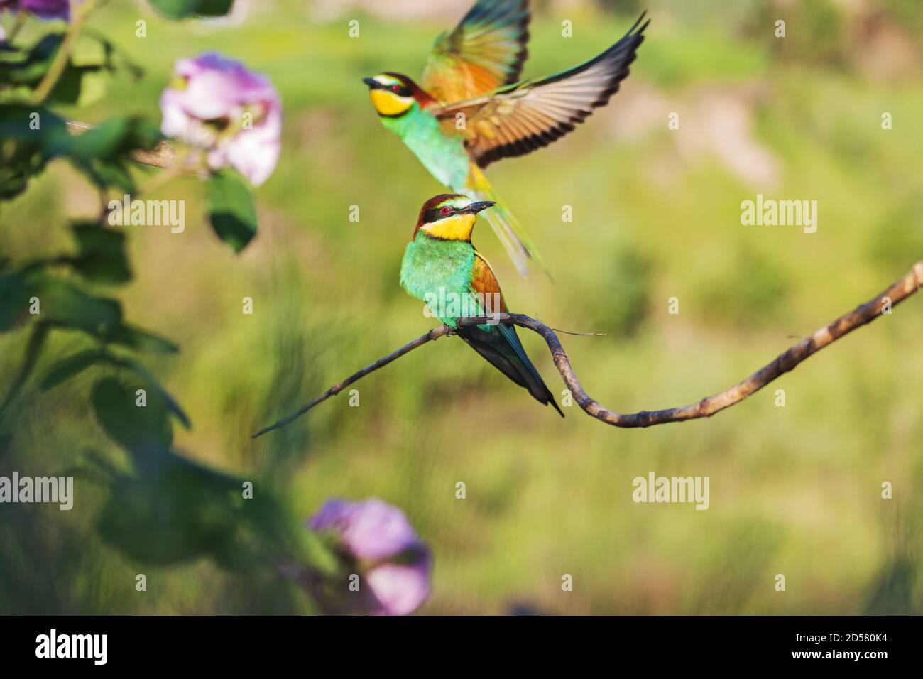 beautiful pair of birds of paradise Stock Photo - Alamy