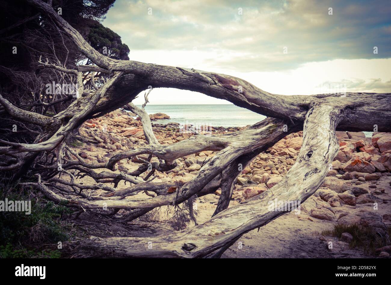 Fallen tree on rocky beach near Bunker Bay Dunsborough Western ...