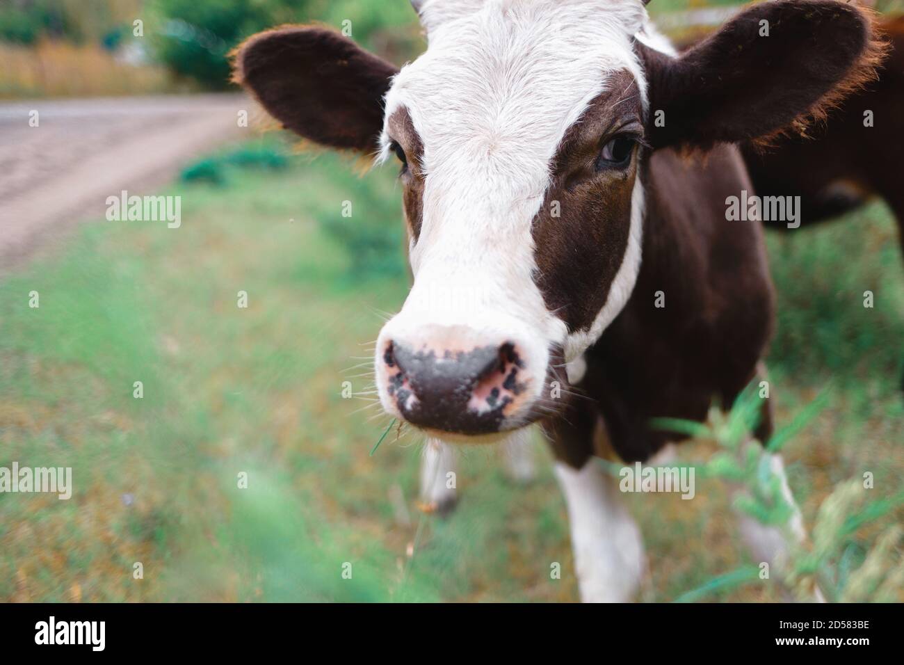 Small horns hi-res stock photography and images - Alamy
