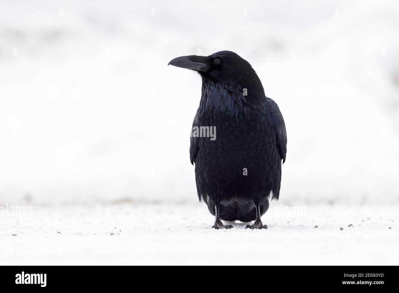 Raven snow hi-res stock photography and images - Alamy