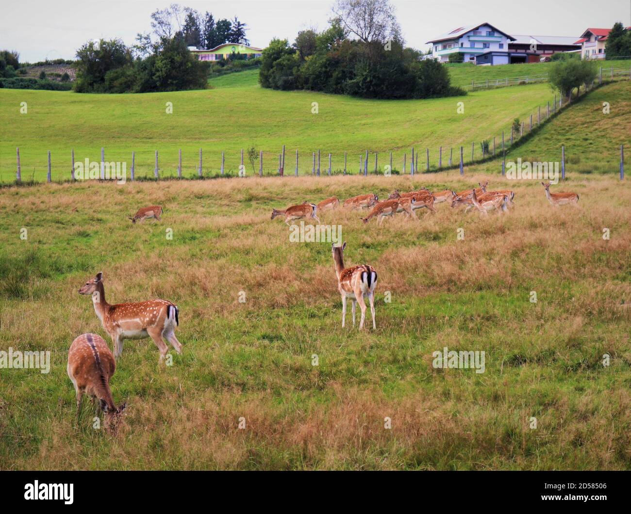 Beautiful gazelle hi-res stock photography and images - Alamy