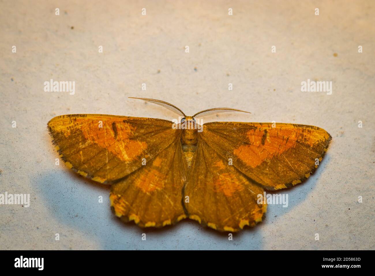 Angerona prunaria hi-res stock photography and images - Alamy