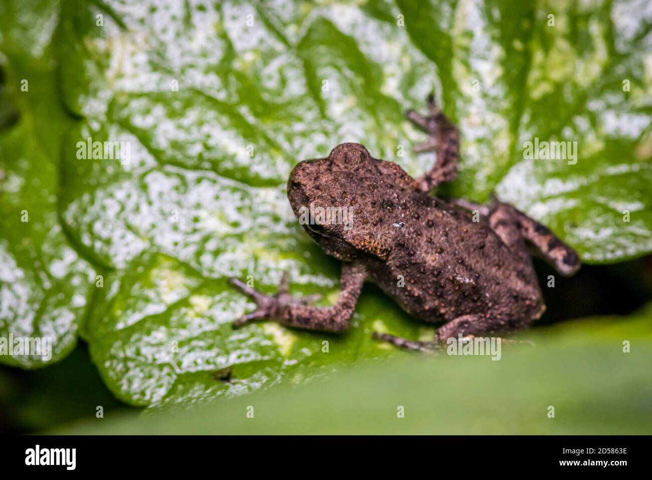 Tiny young brown frog sitting on a leaf after rain Stock Photo - Alamy