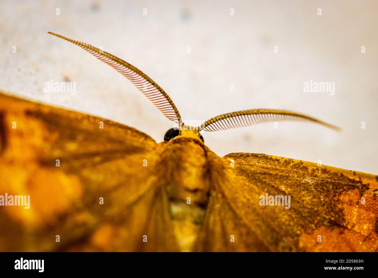 Moth on orange wall hi-res stock photography and images - Alamy