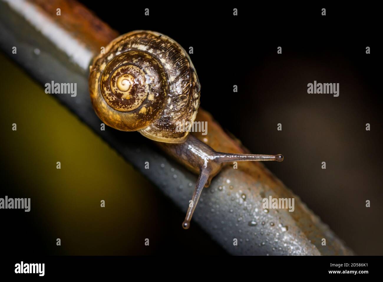Copse snail arianta arbustorum hi-res stock photography and images - Alamy