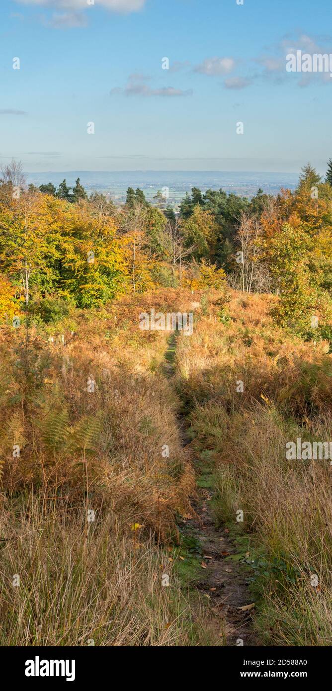 Autumn view of a footpath through the woods at Hackfall in North ...