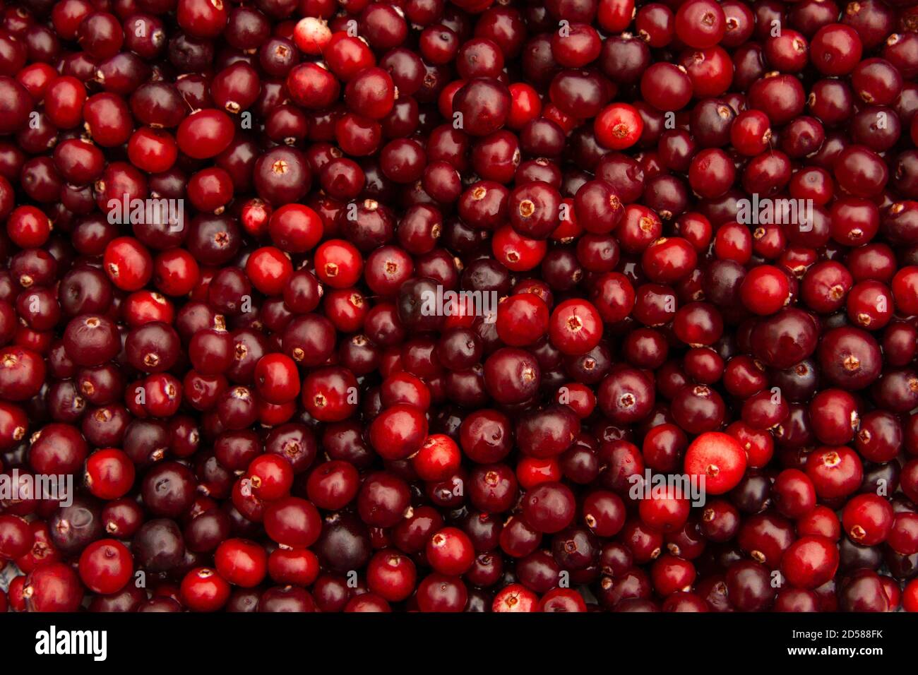 Horizontal full background of juicy red cranberries. Cranberry national ...