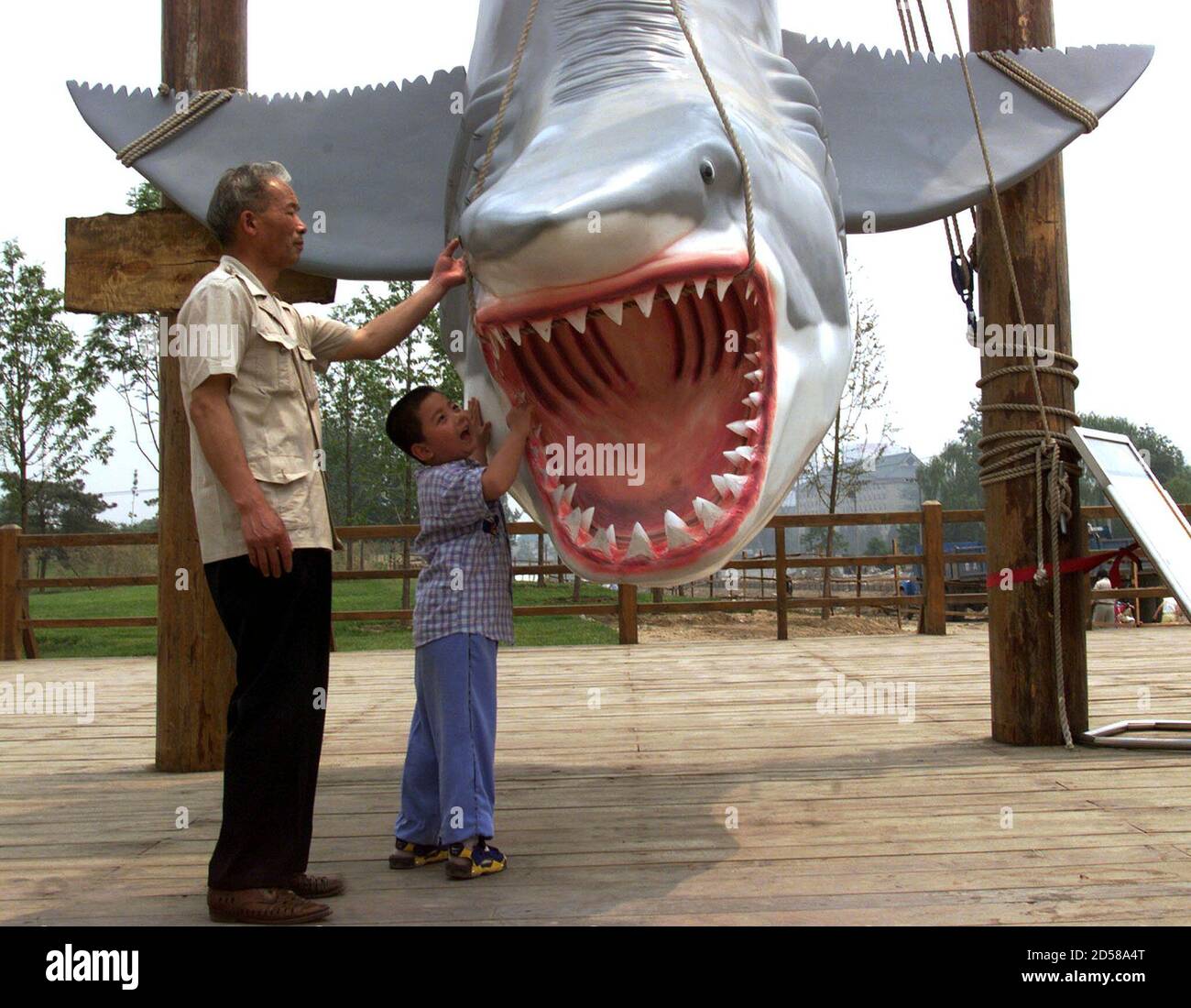Great White Shark In Captivity