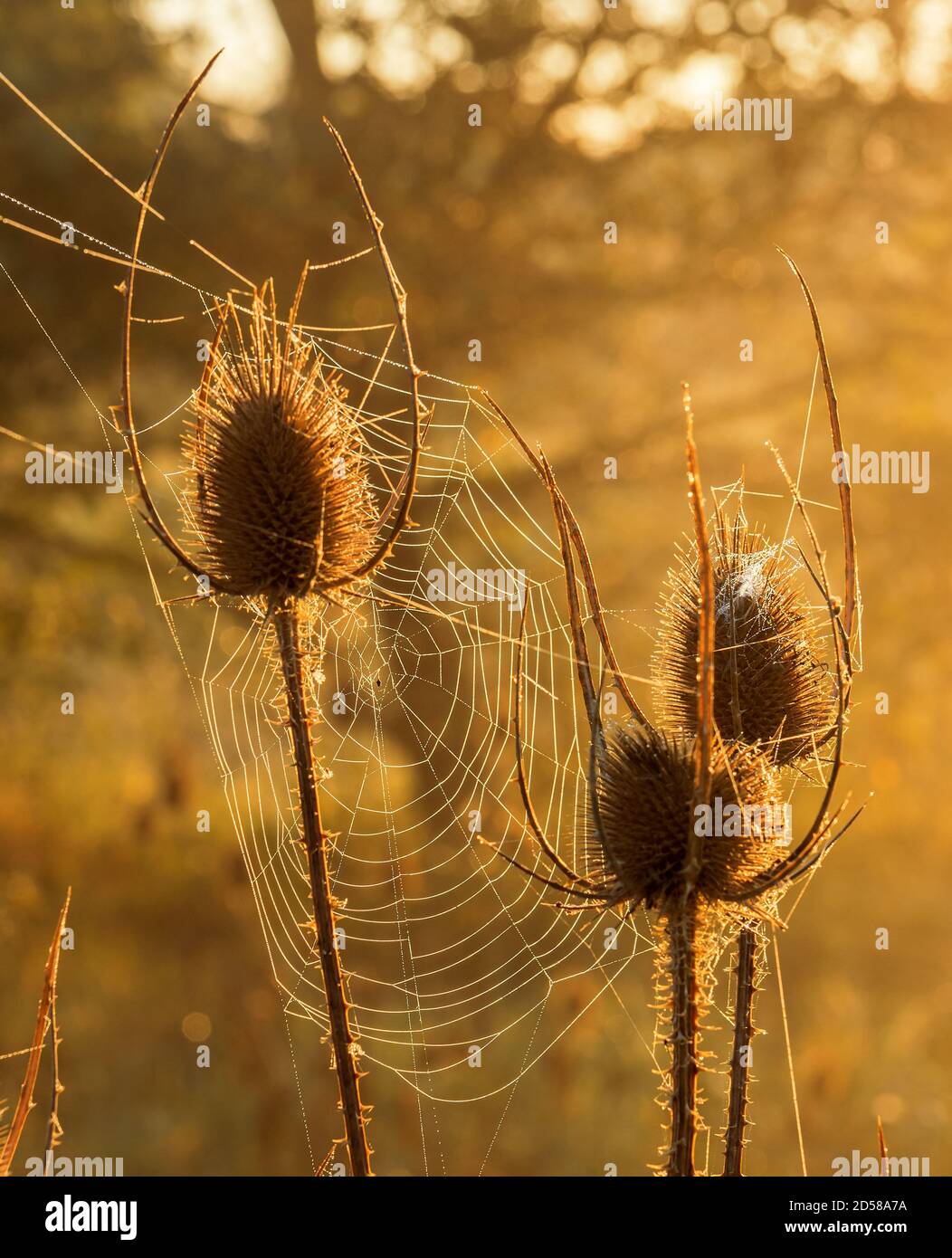 Teasel plants hi-res stock photography and images - Alamy
